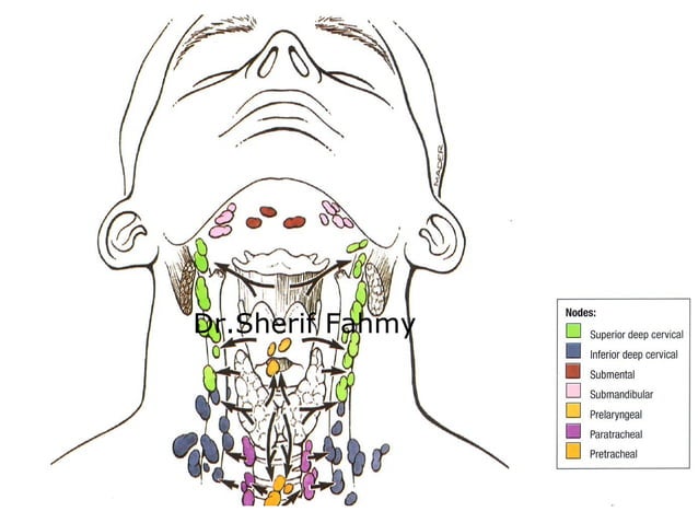 Lymphatic drainage of Head & Neck (Anatomy of the Neck) | PPS | Death ...