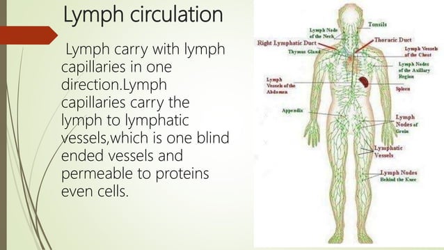 Lymph mh | PPTX | Blood Disorders | Diseases and Conditions