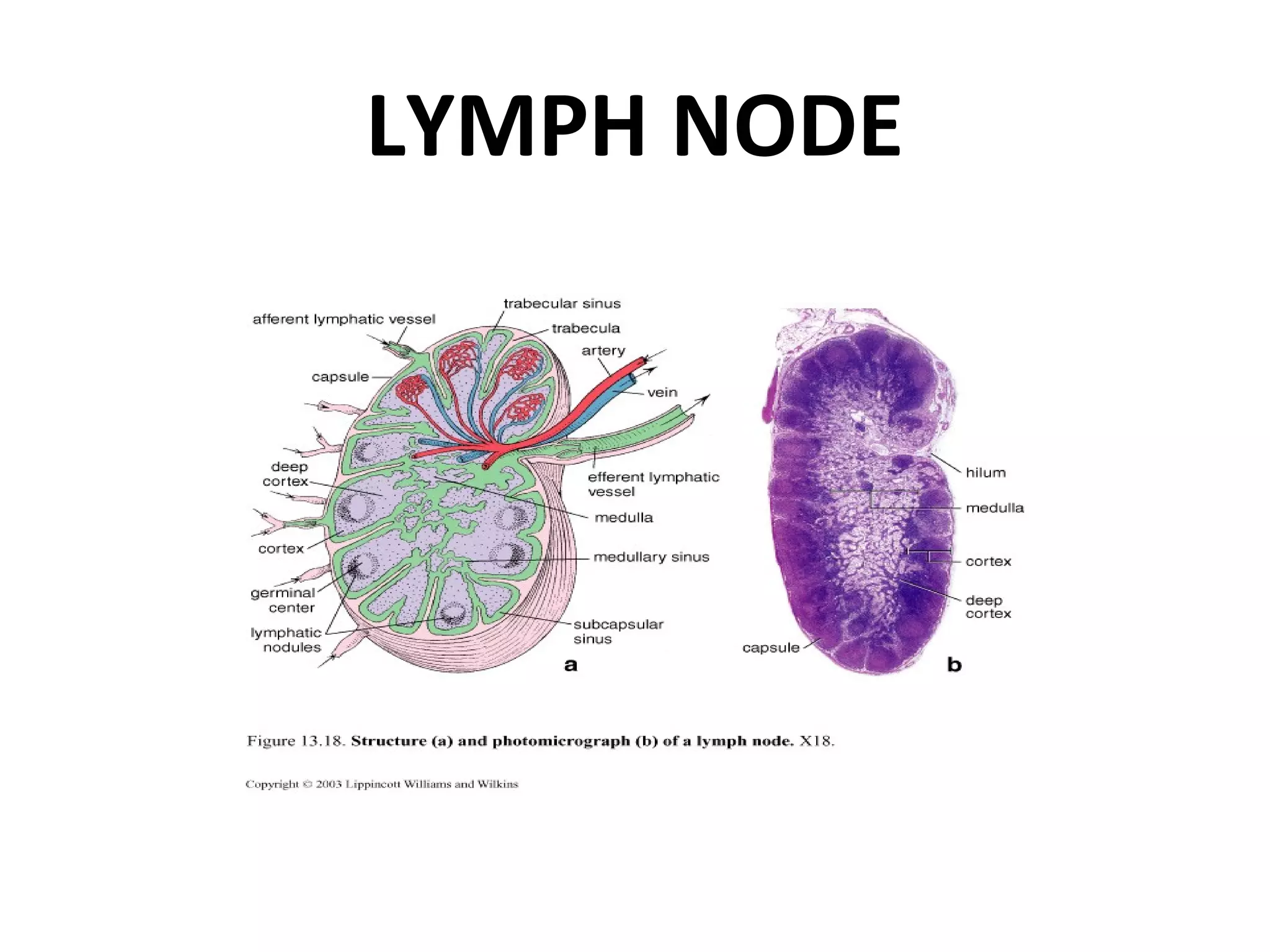 Lymph node | PPT