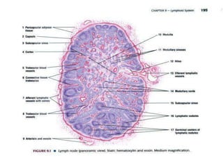Lymph Node Histology Labeled