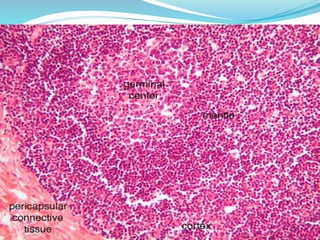 Connective Tissue Lymph Nodes