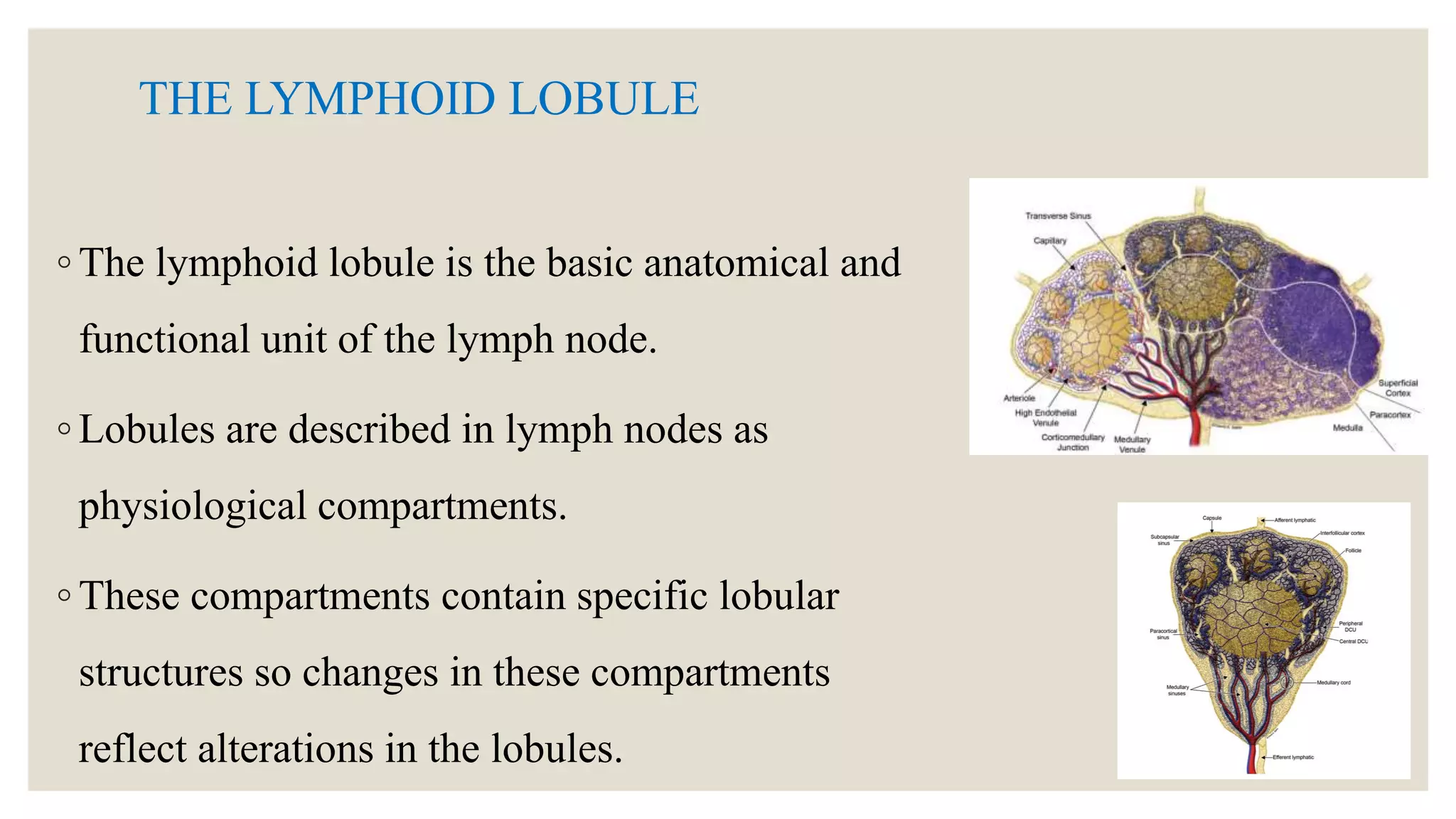 Lymph node | PPTX