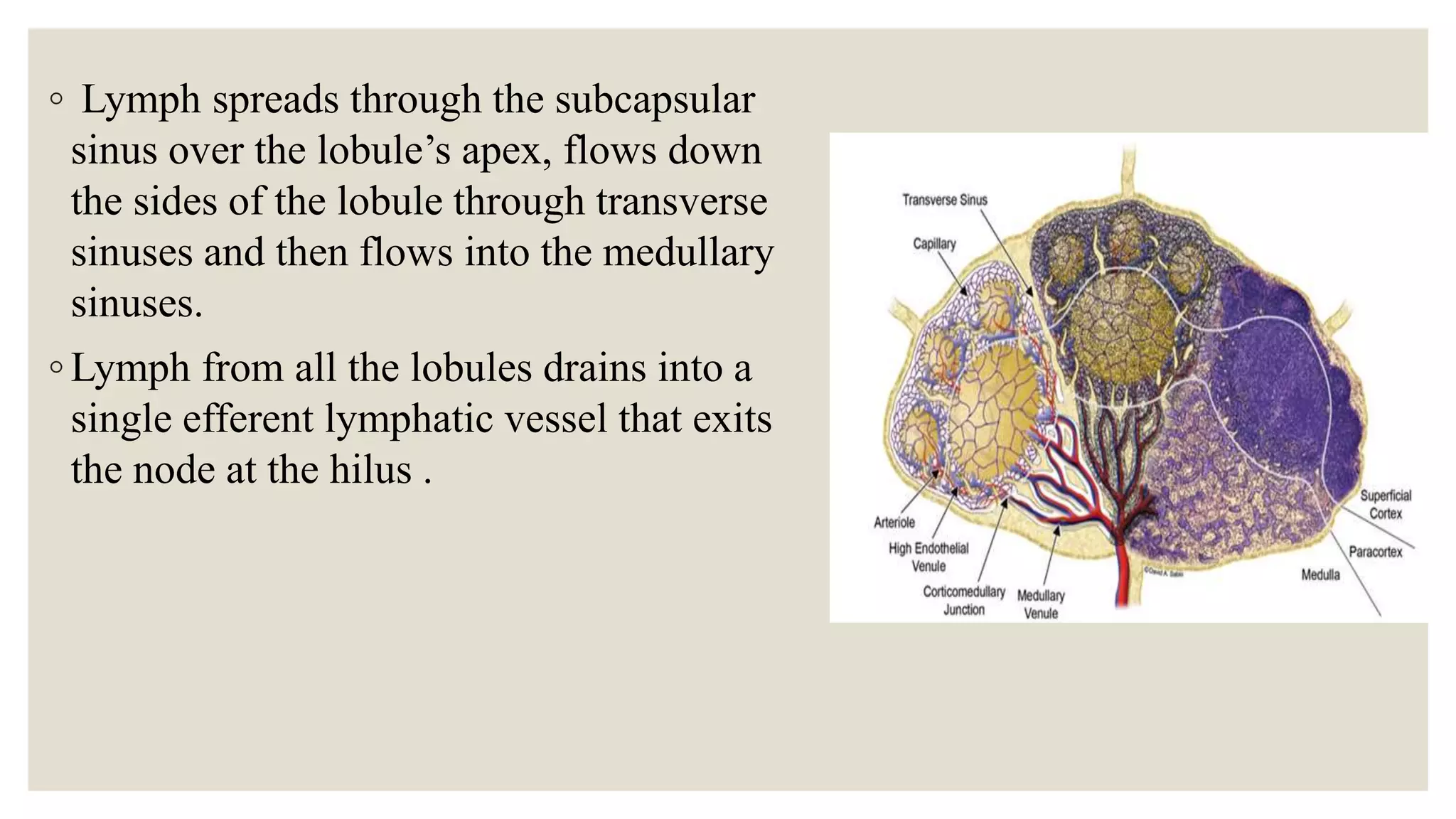 Lymph node | PPTX