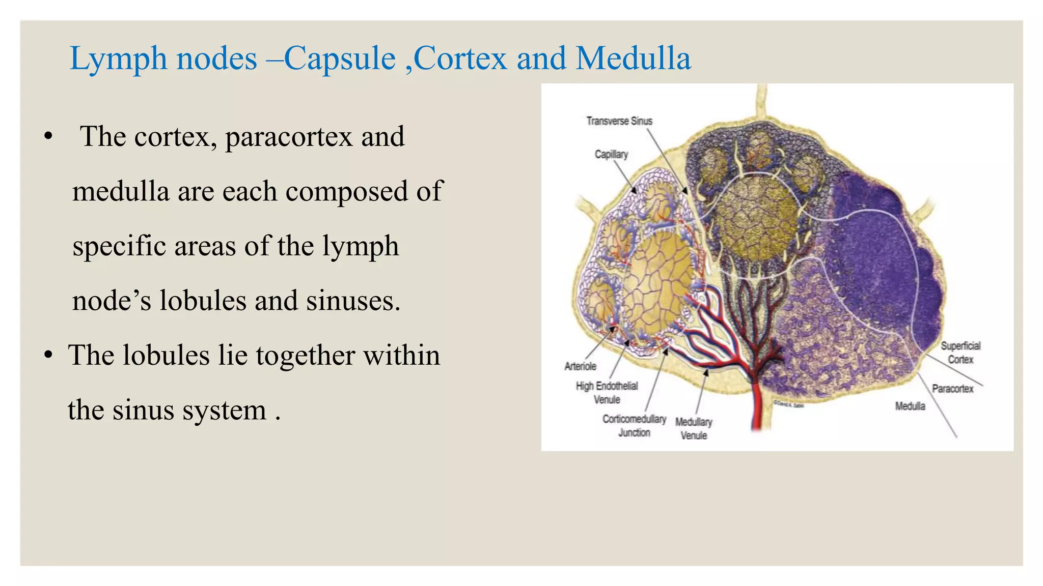 Lymph node | PPTX