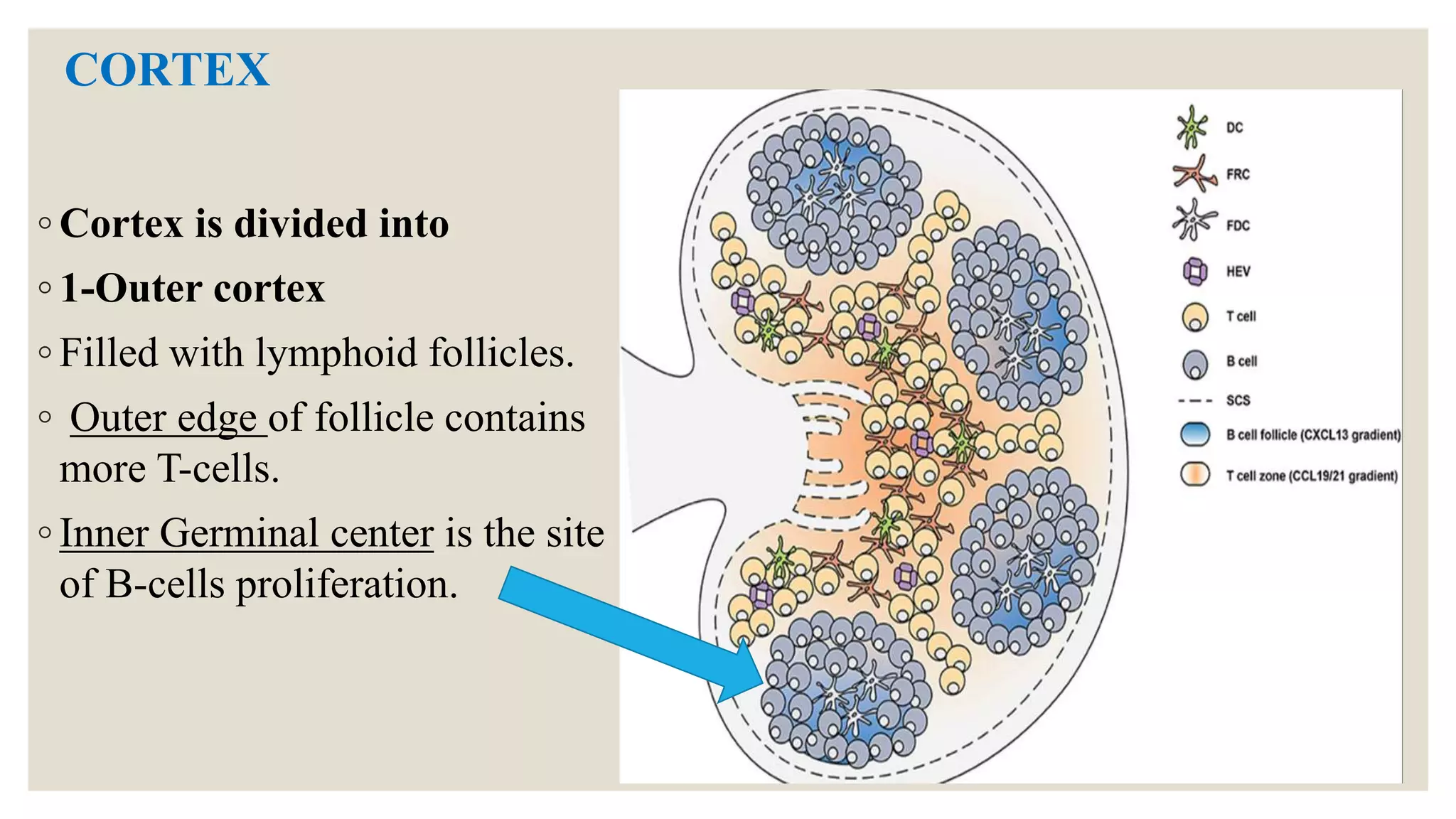Lymph node | PPTX