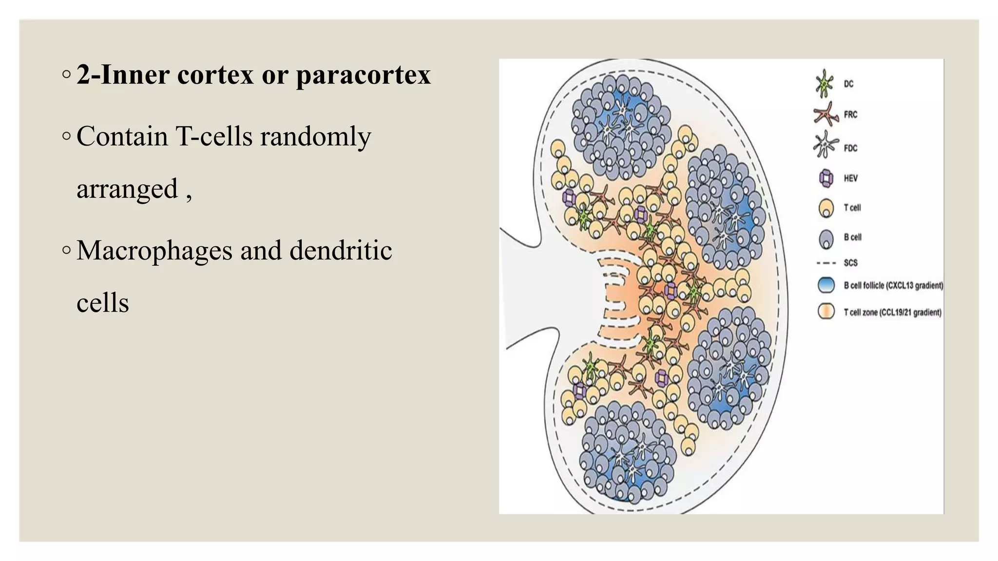 Lymph node | PPTX