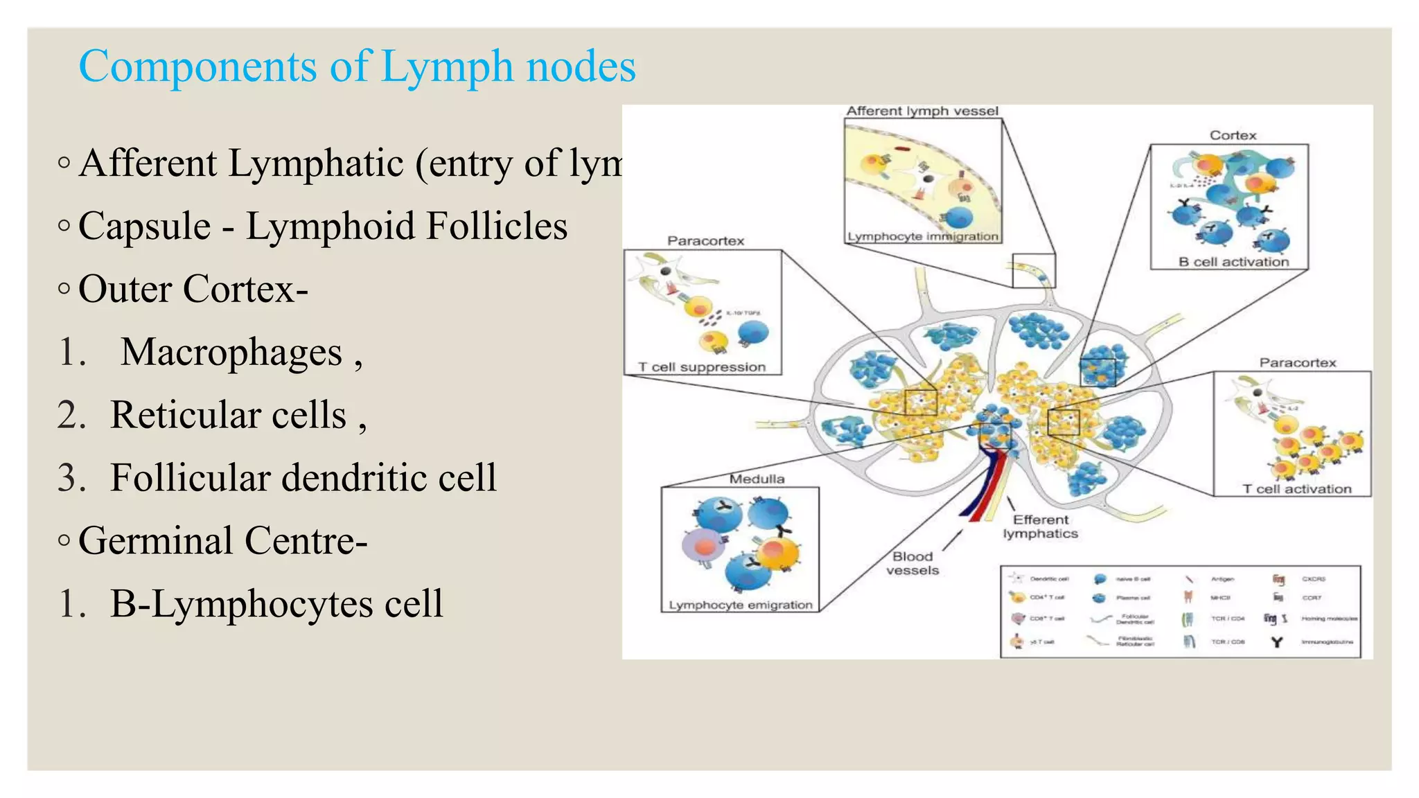 Lymph node | PPTX