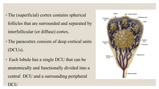 Lymph node | PPTX