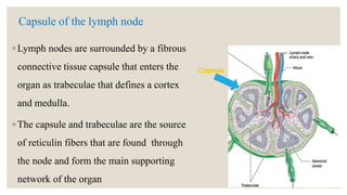 Lymph node | PPTX