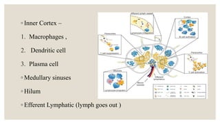 Lymph node | PPTX