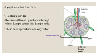 Lymph node | PPTX