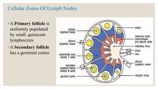 Lymph Node Follicle Anatomy