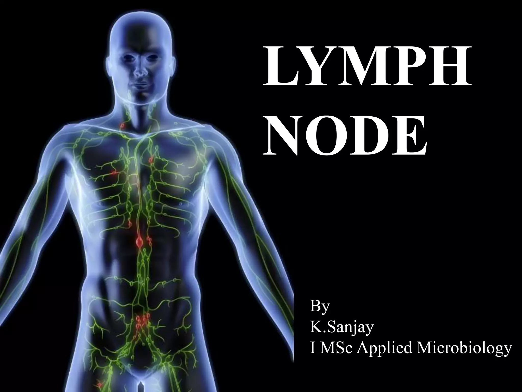 lymph node.ppt