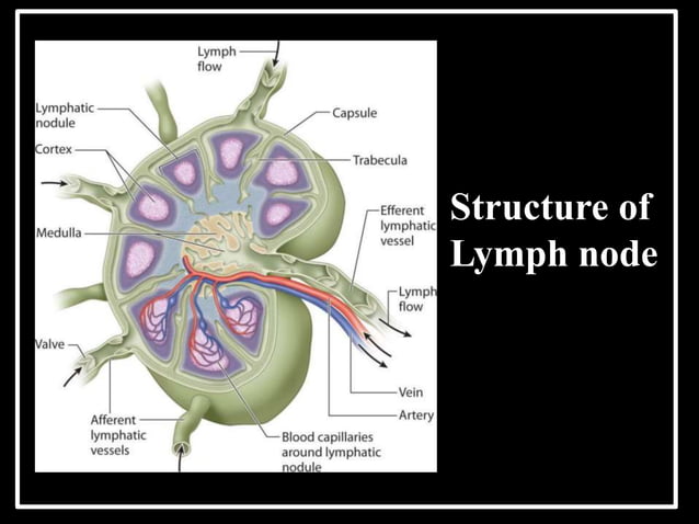 lymph node.ppt | Free Download