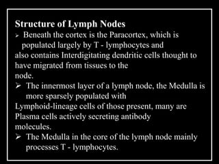 lymph node.ppt