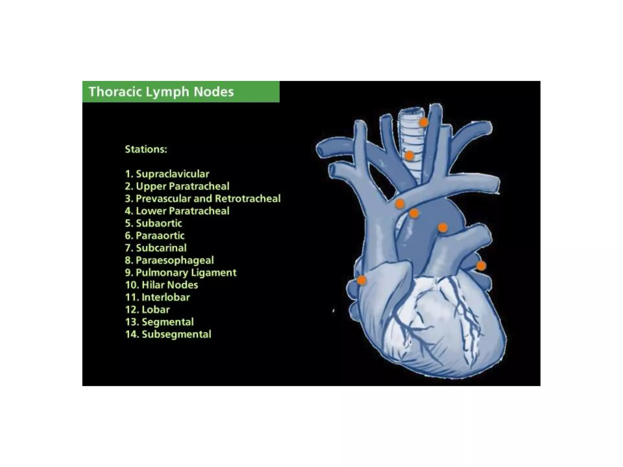 Lymph node anatomy for pet ct | PPT