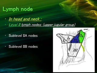 Lymph node and its level/certified fixed orthodontic courses by Indian ...
