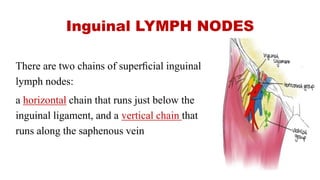 Lymph nodes examination | PPTX