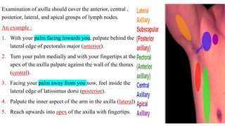 Axillary Lymph Nodes Palpation