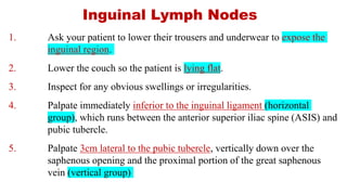 Palpate Inguinal Lymph Nodes
