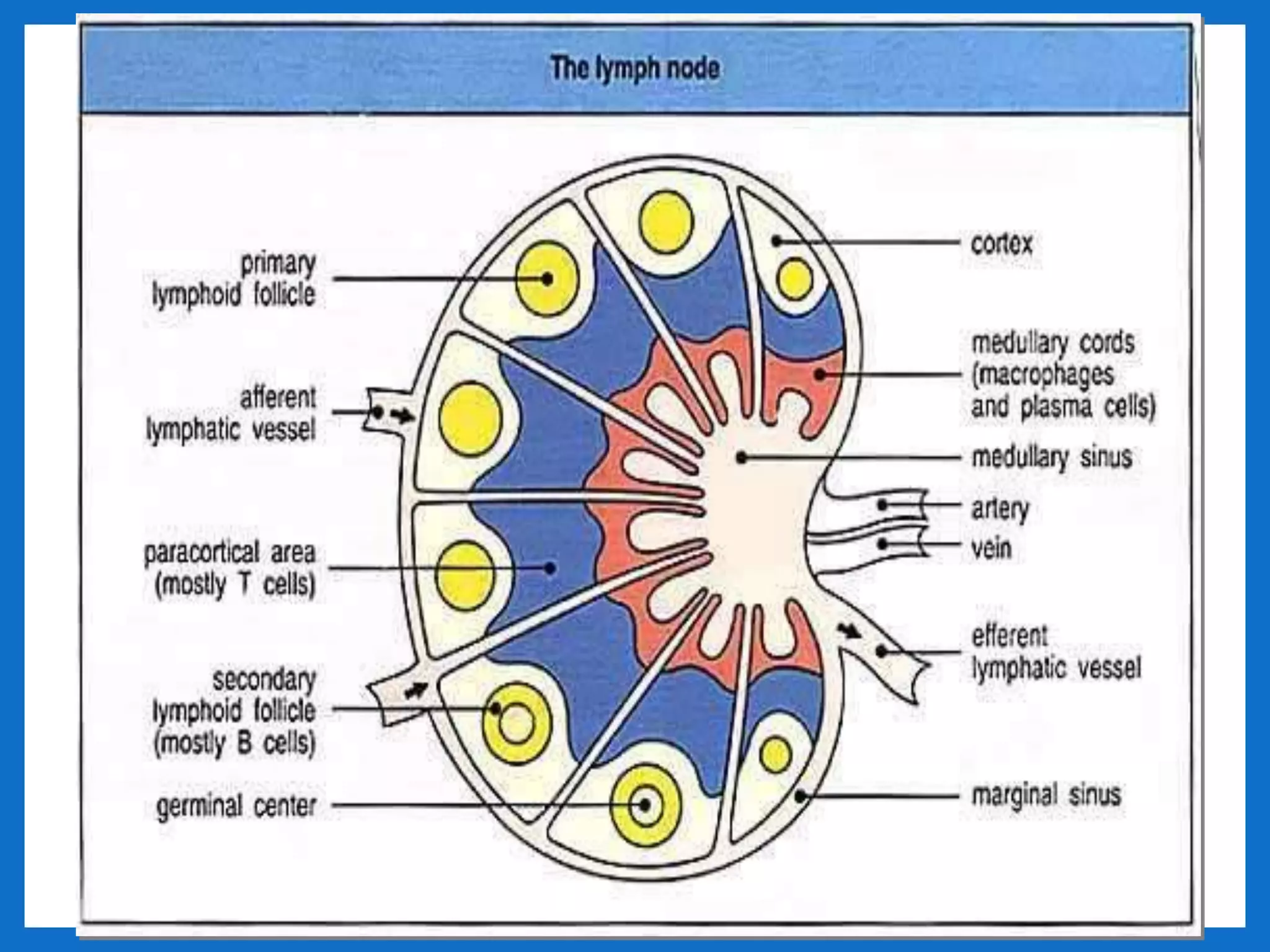 Histology and pathology of lymph nodes | PPTX
