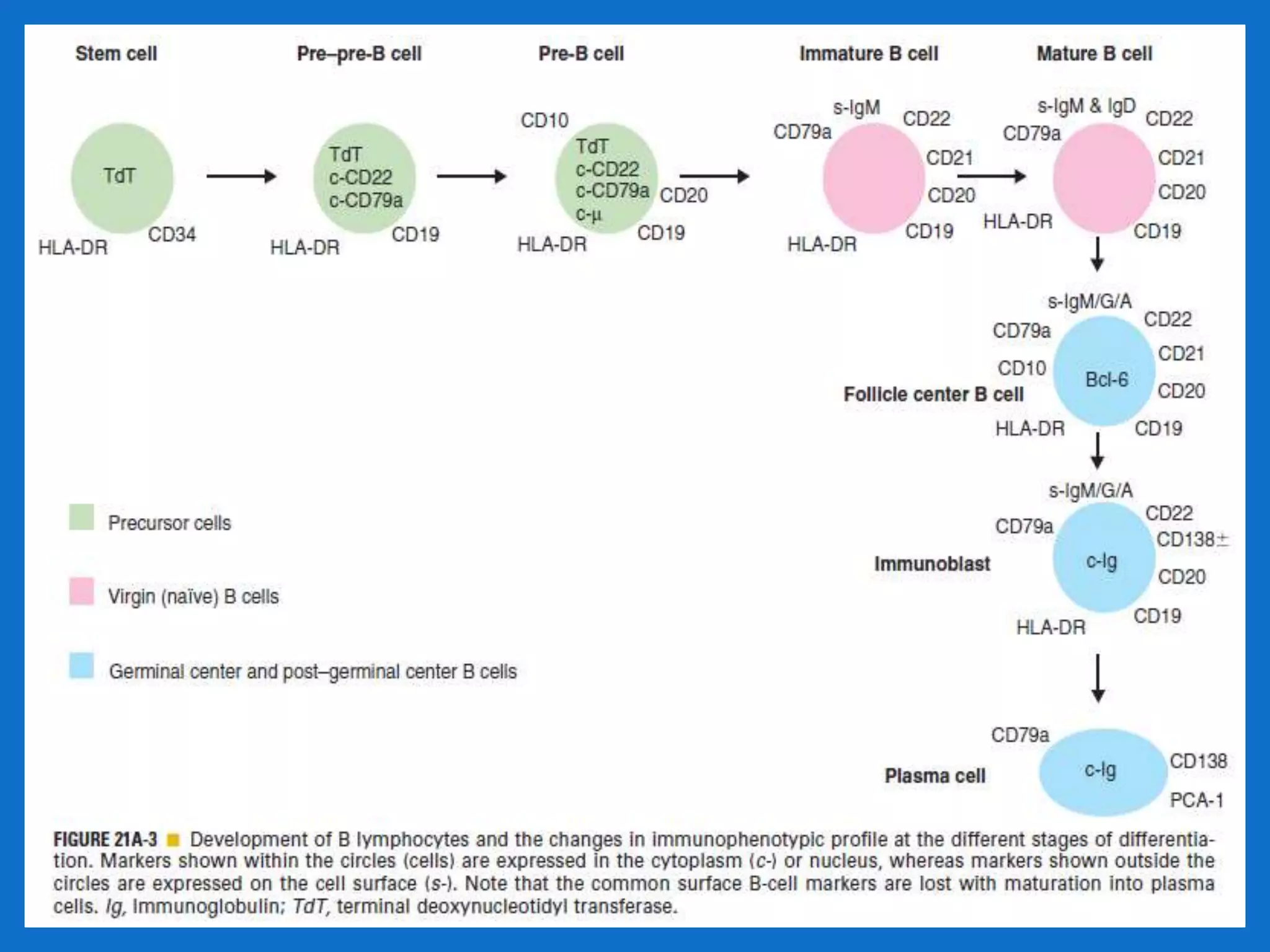 Histology and pathology of lymph nodes | PPTX