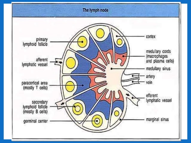 Histology and pathology of lymph nodes | PPTX | Biological Sciences | Science