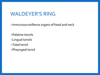 Histology and pathology of lymph nodes | PPTX
