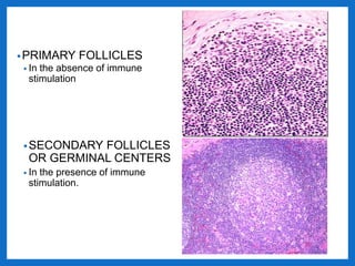 Lymph Node Follicle Histology