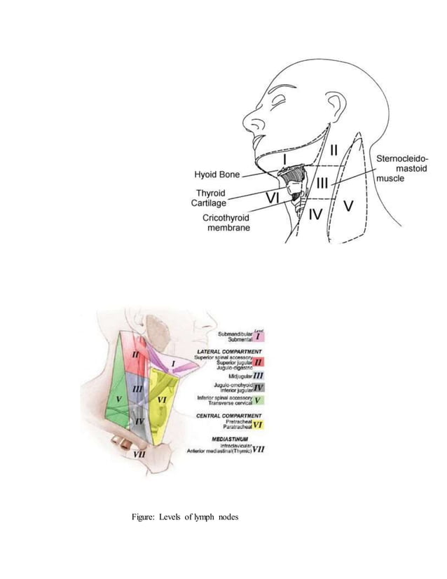 LYMPH NODES OF HEAD AND NECK AND DIFFERENTIAL DIAGNOSIS OF CERVICAL ...