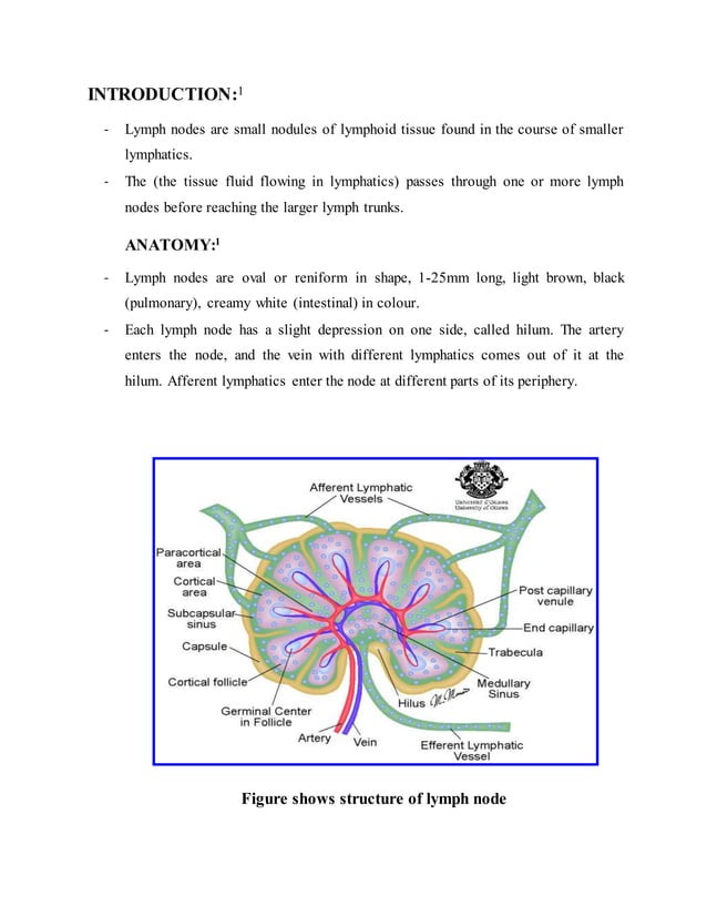 LYMPH NODES OF HEAD AND NECK AND DIFFERENTIAL DIAGNOSIS OF CERVICAL ...