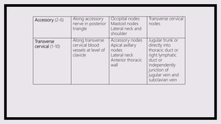 Lymph Nodes | PPTX