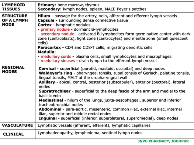 LYMPH NODES | PPTX