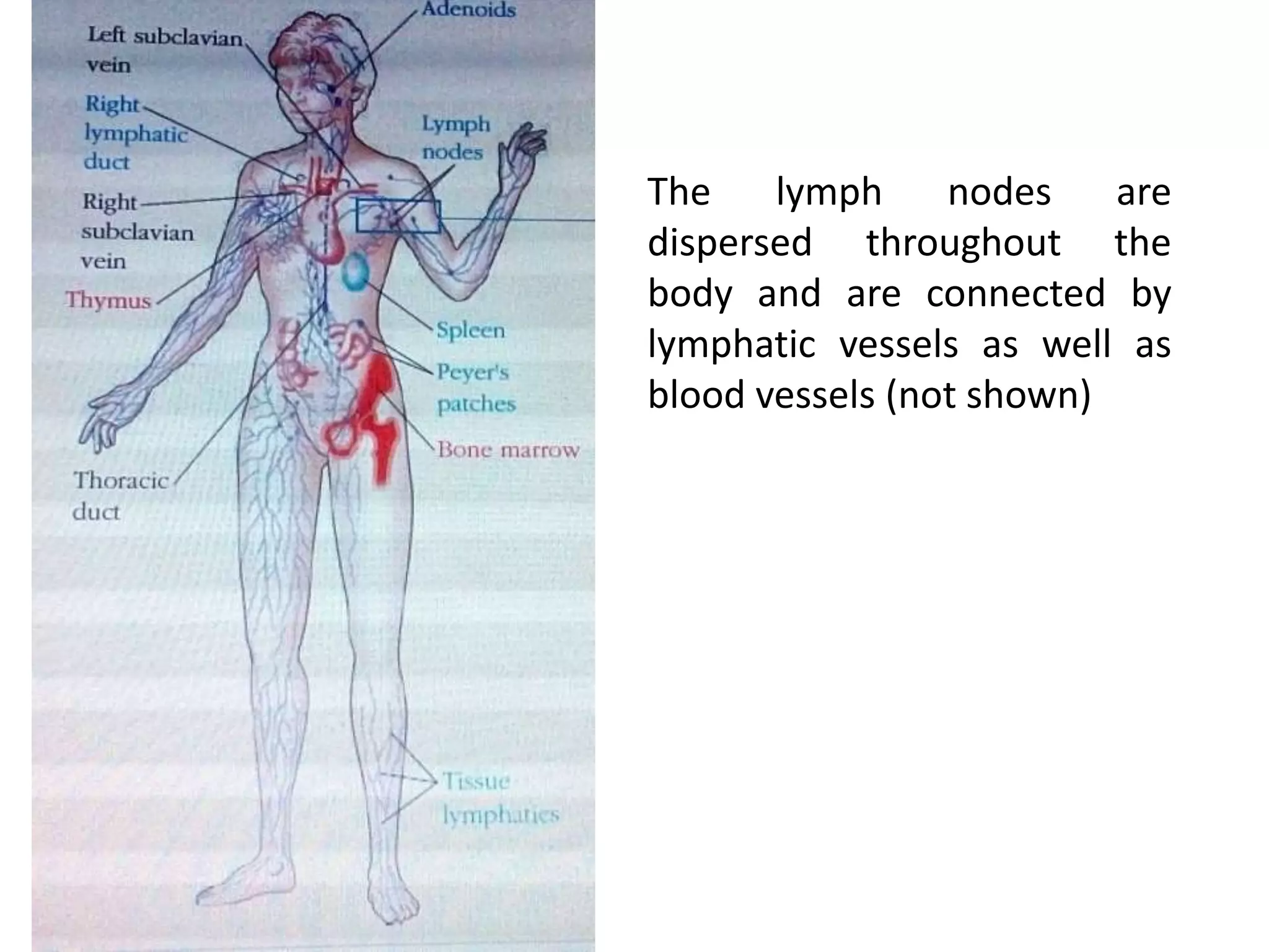 lymph nodes.pptx