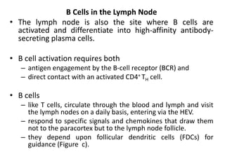 lymph nodes.pptx