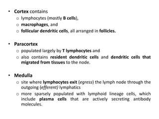 lymph nodes.pptx