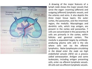 lymph nodes.pptx