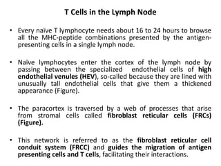 lymph nodes.pptx