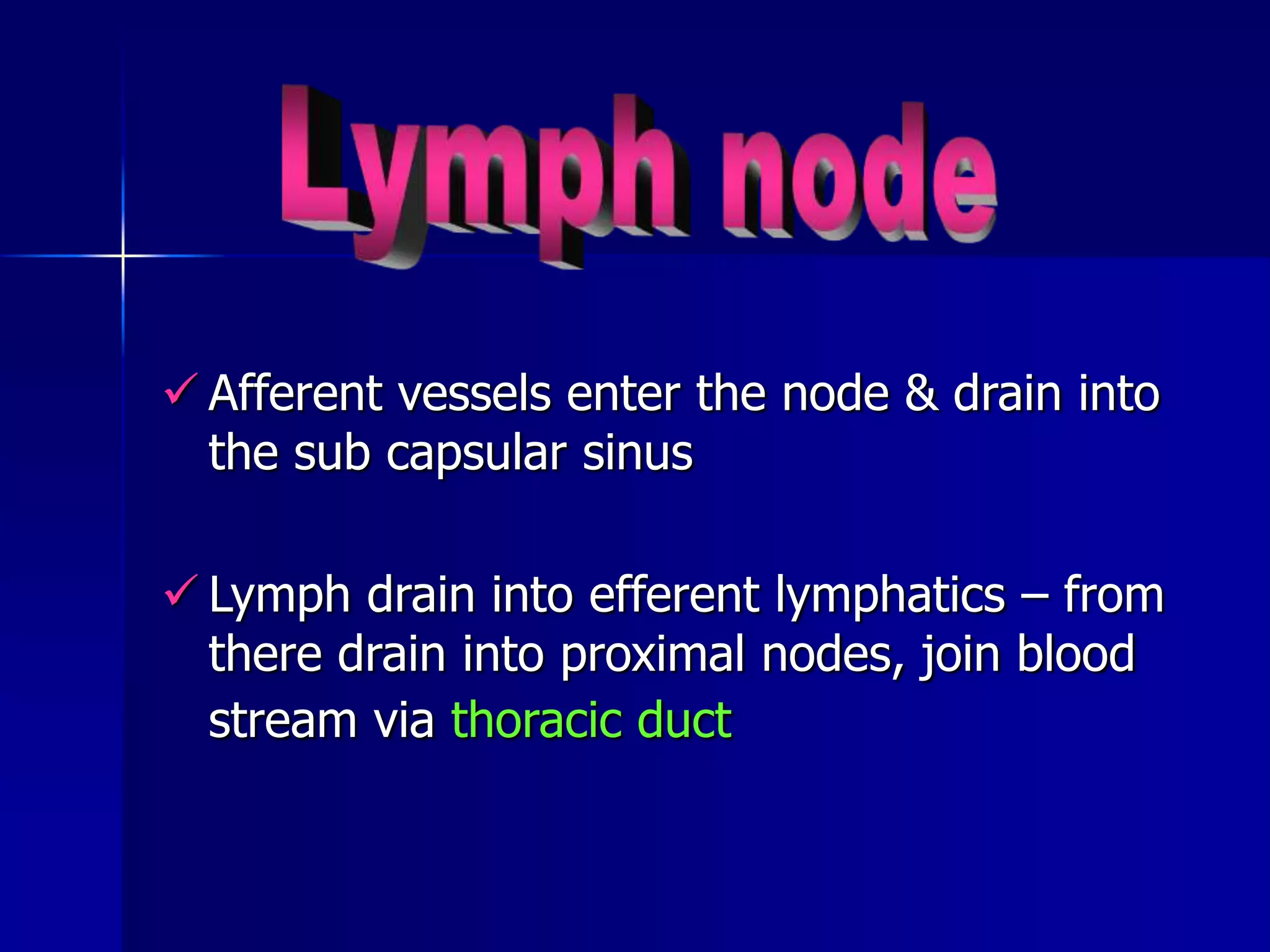 lymph nodes.ppt
