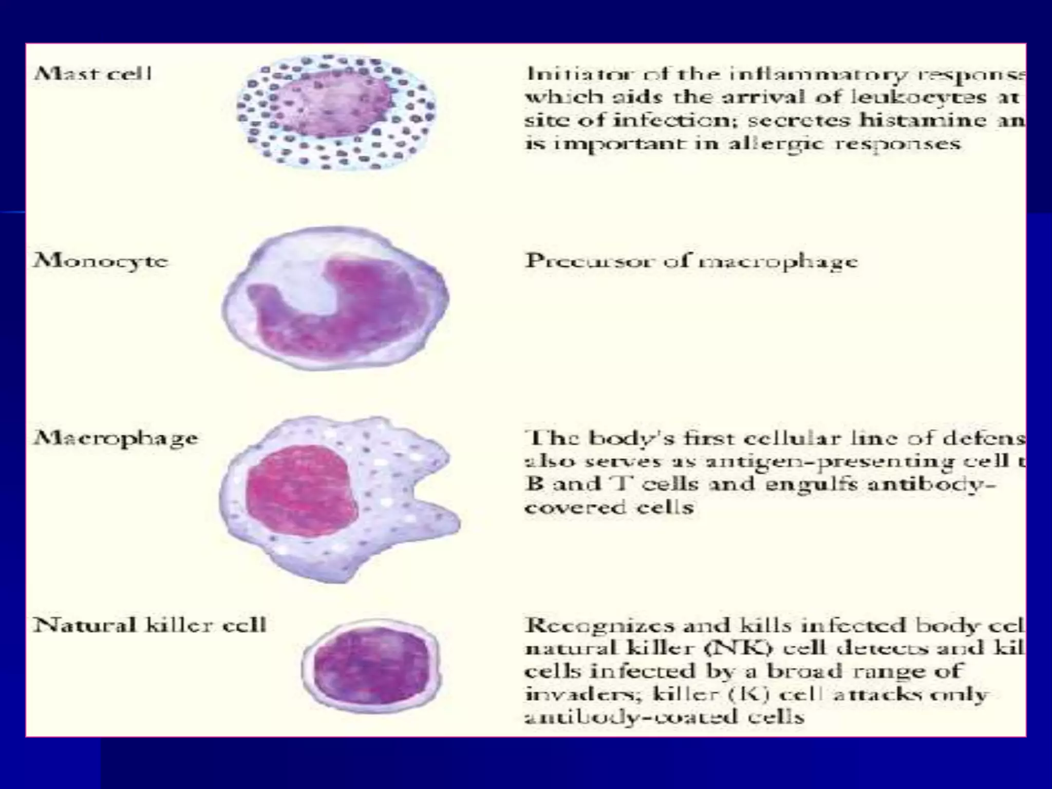 lymph nodes.ppt