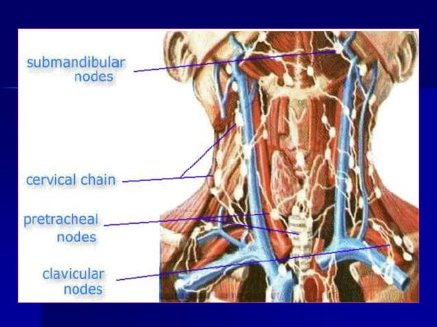 lymph nodes.ppt