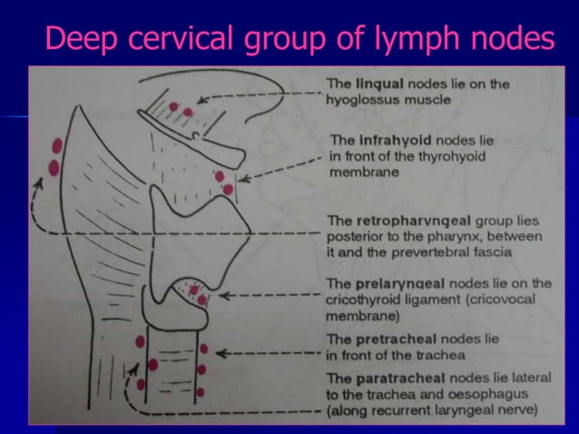 lymph nodes.ppt