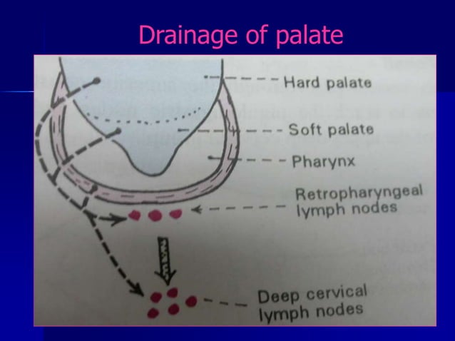 lymph nodes.ppt