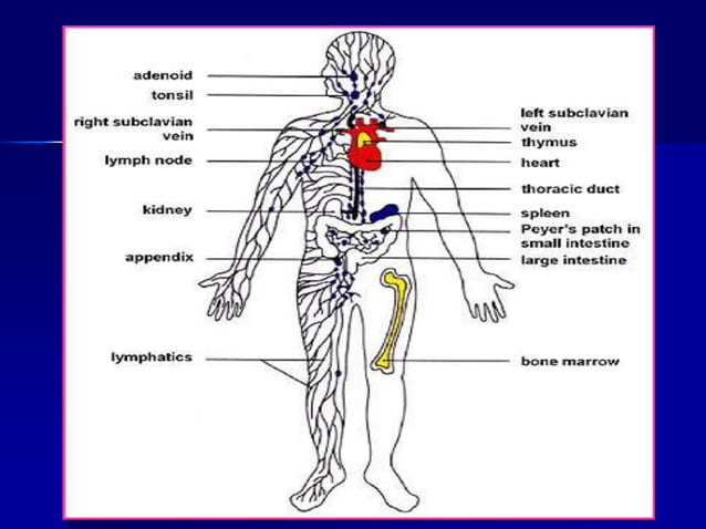 lymph nodes.ppt