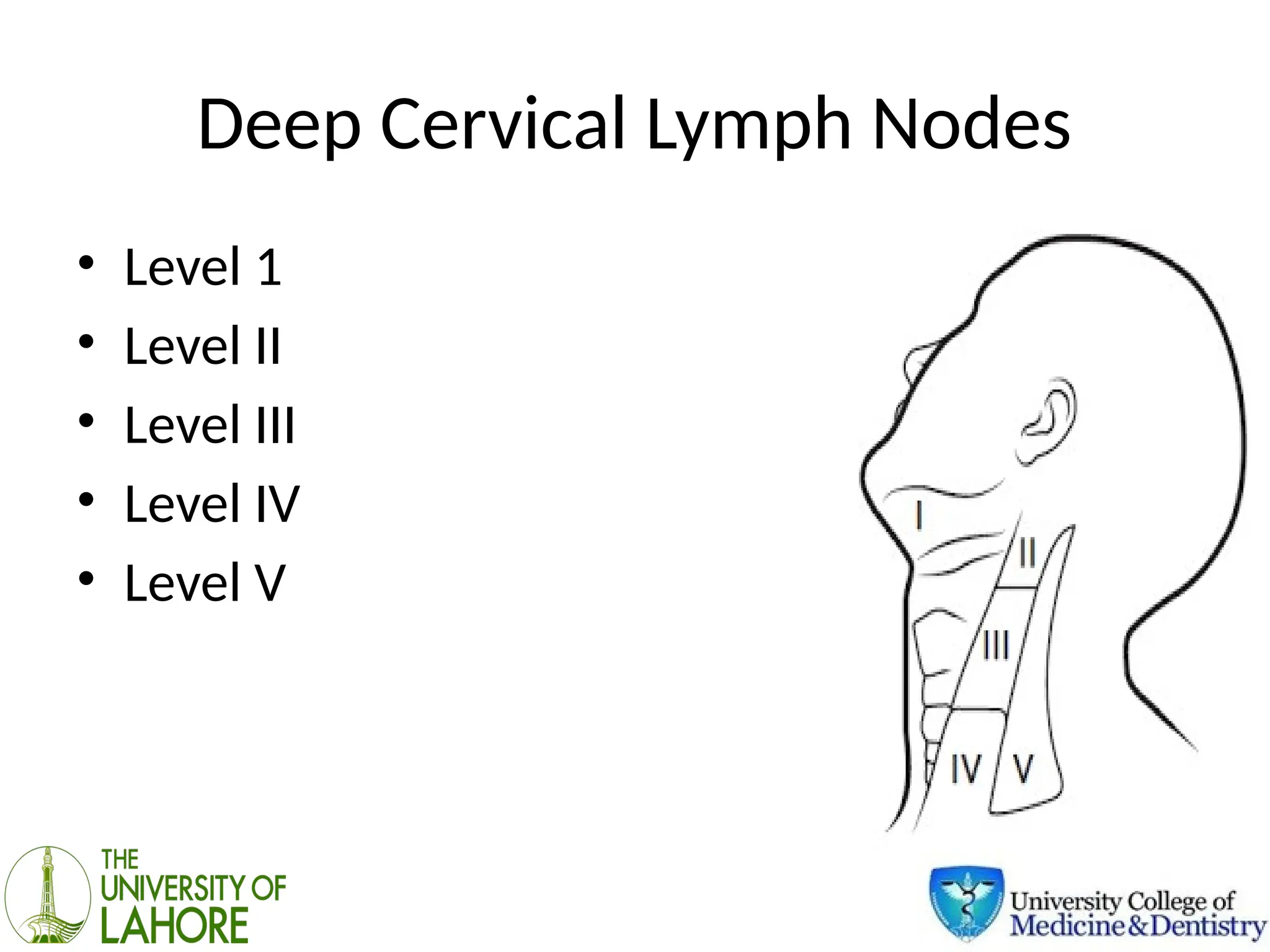 Lymph Nodes.pptx by Dr Alamgeer university college of dentistry | PPTX