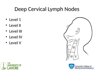 Lymph Nodes.pptx by Dr Alamgeer university college of dentistry | PPT