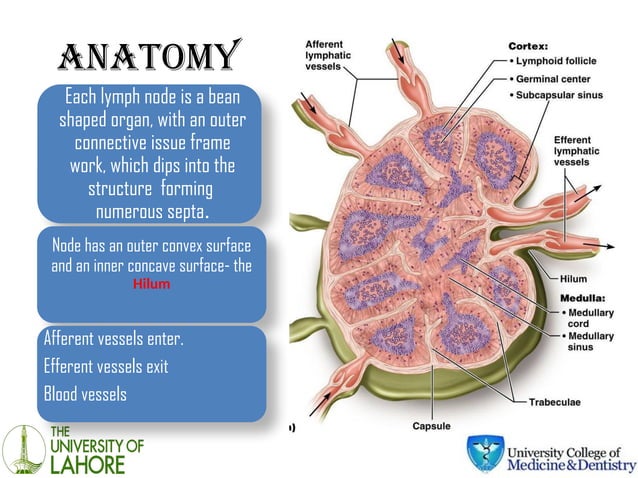 Lymph Nodes.pptx by Dr Alamgeer university college of dentistry | PPT