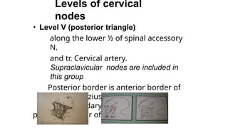 Lymph Nodes general surgery notes srb.pptx