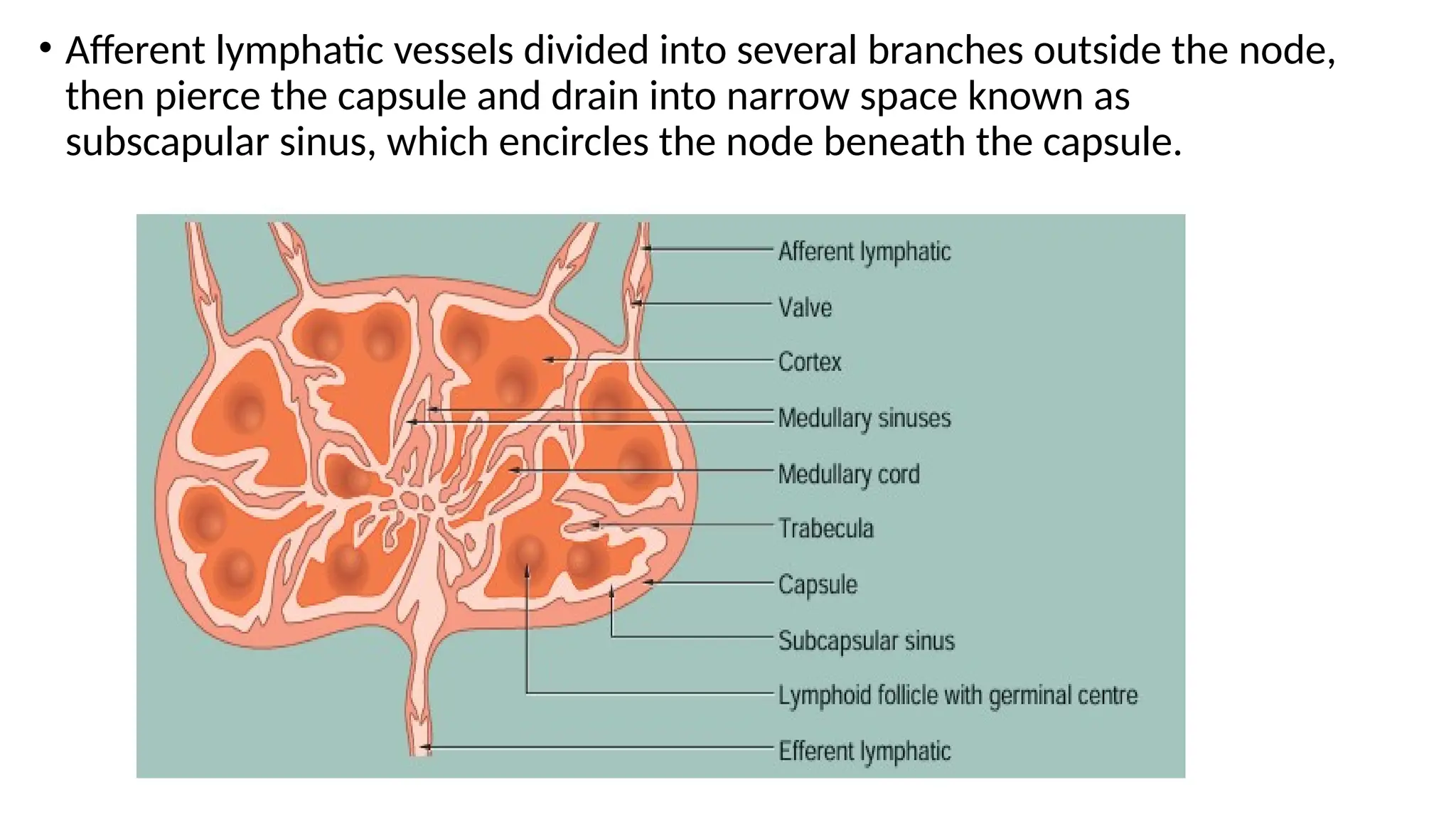LYMPH NODES- MANYA YADAV (1). ppt x hai na | PPTX