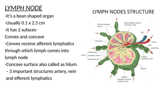 LYMPH NODES- MANYA YADAV (1). ppt x hai na | PPTX